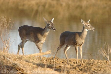 Doe days in 21 counties a success - Texas Hunting & Fishing | Lone Star ...