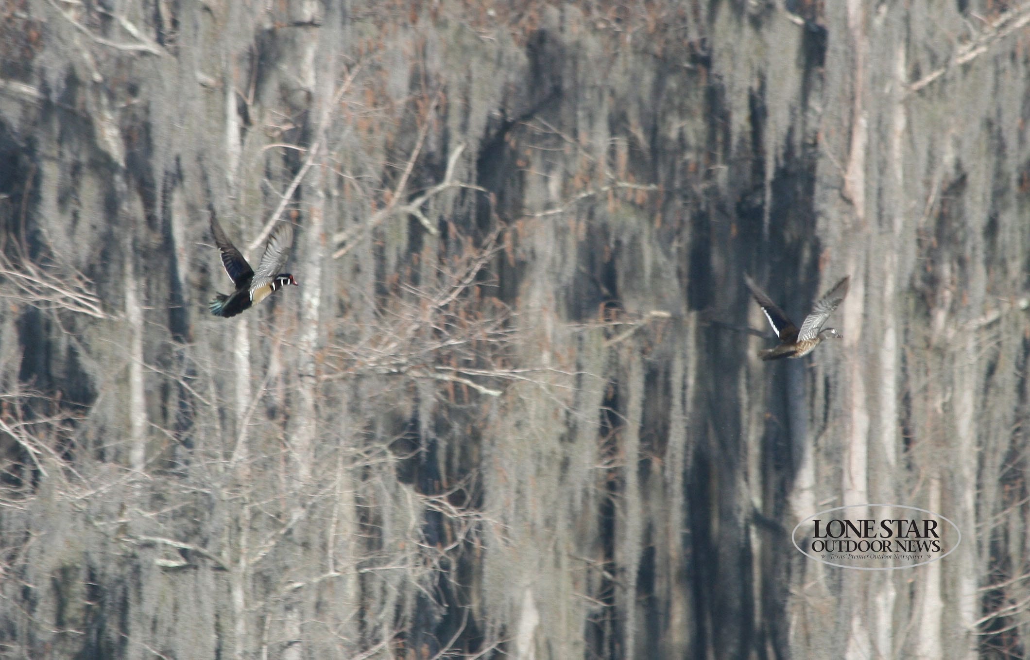 About those duck blinds on Caddo Lake WMA — TPWD extends removal time ...