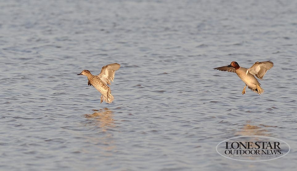 Texas teal season outlook very good - Texas Hunting & Fishing | Lone ...