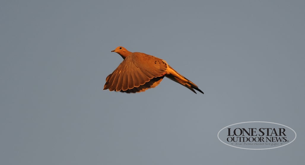 Solid Texas dove opener for many - Texas Hunting & Fishing | Lone Star ...