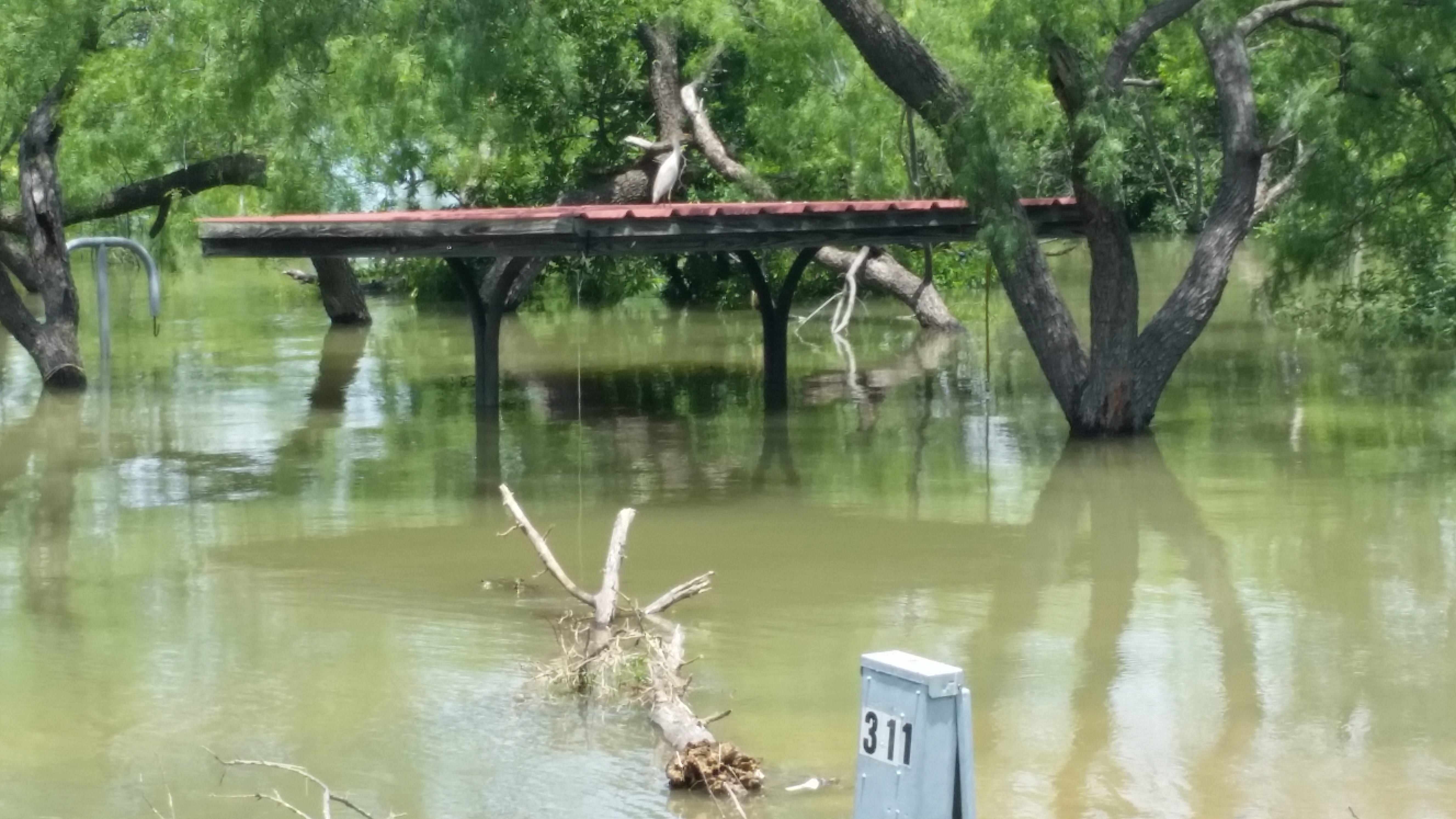 Displaced wildlife affected by high water - Texas Hunting & Fishing ...