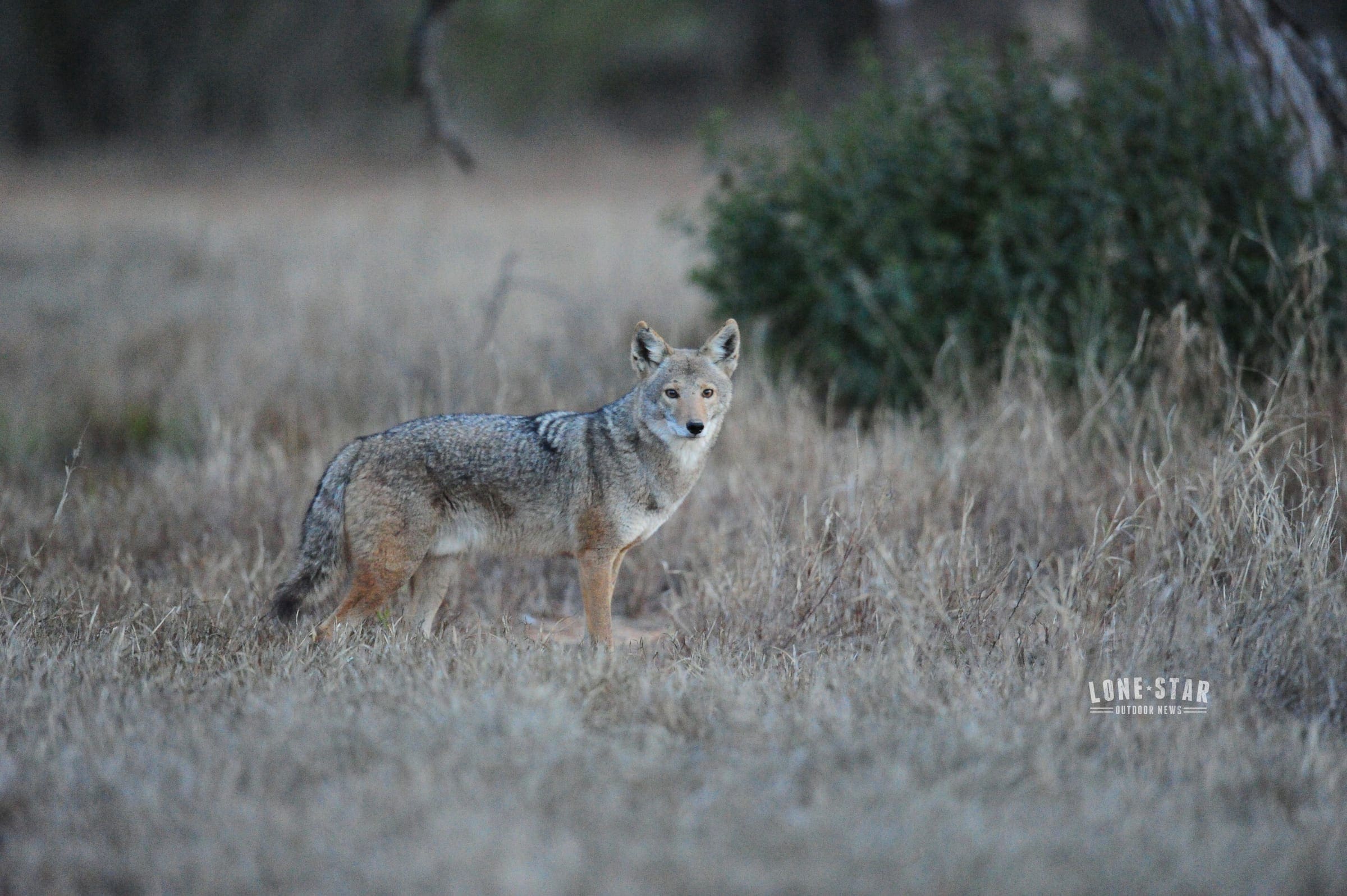 Second annual Lone Star Predator Calling Classic - Texas Hunting ...