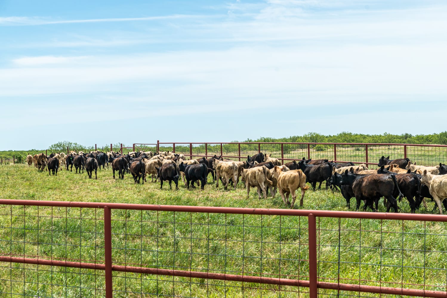 Flying M Ranch: truly a ranch for all seasons - Texas Hunting & Fishing ...