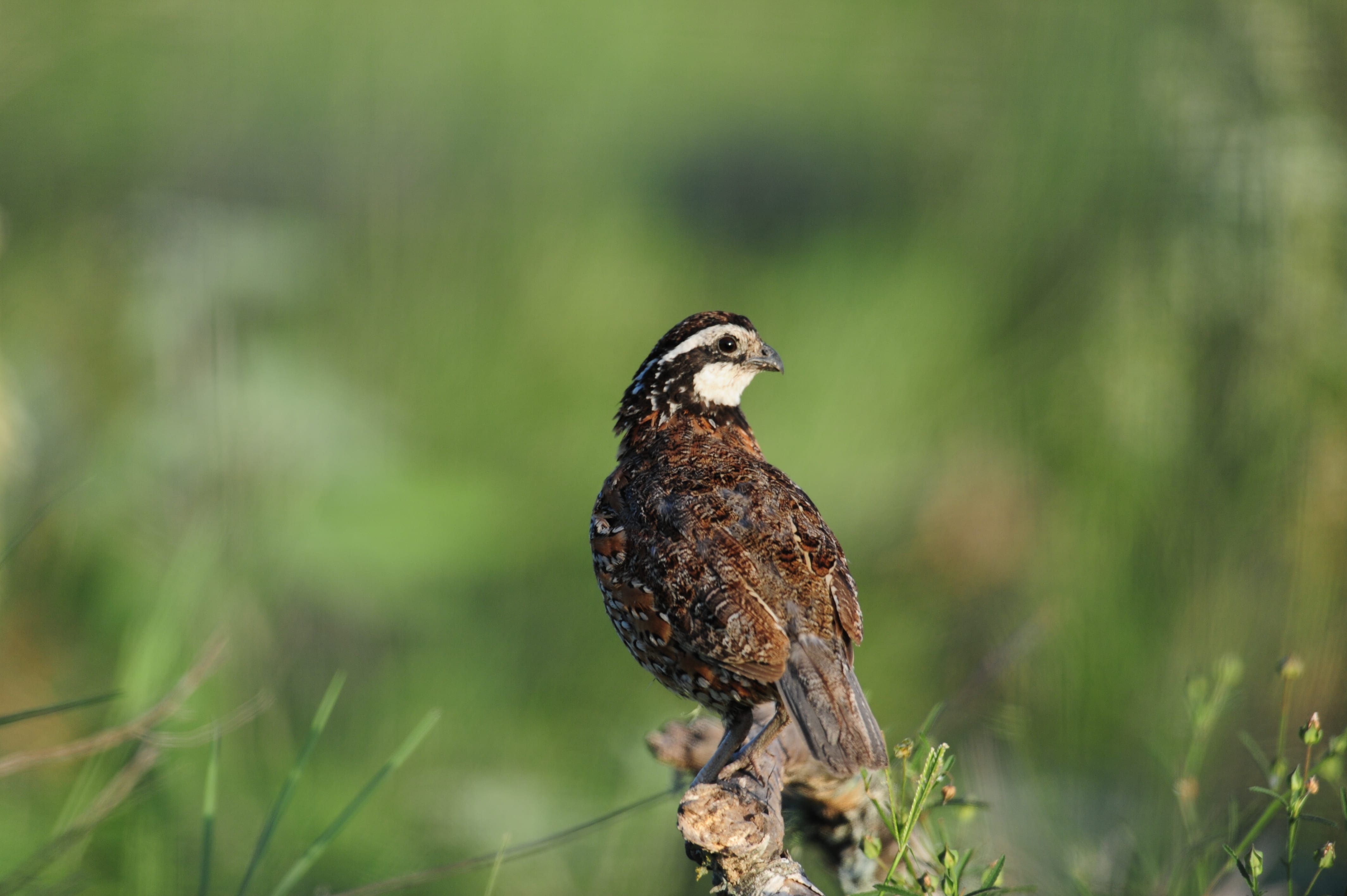 Dr. Dale on Quail: Who are major predators of quail? - Texas Hunting ...