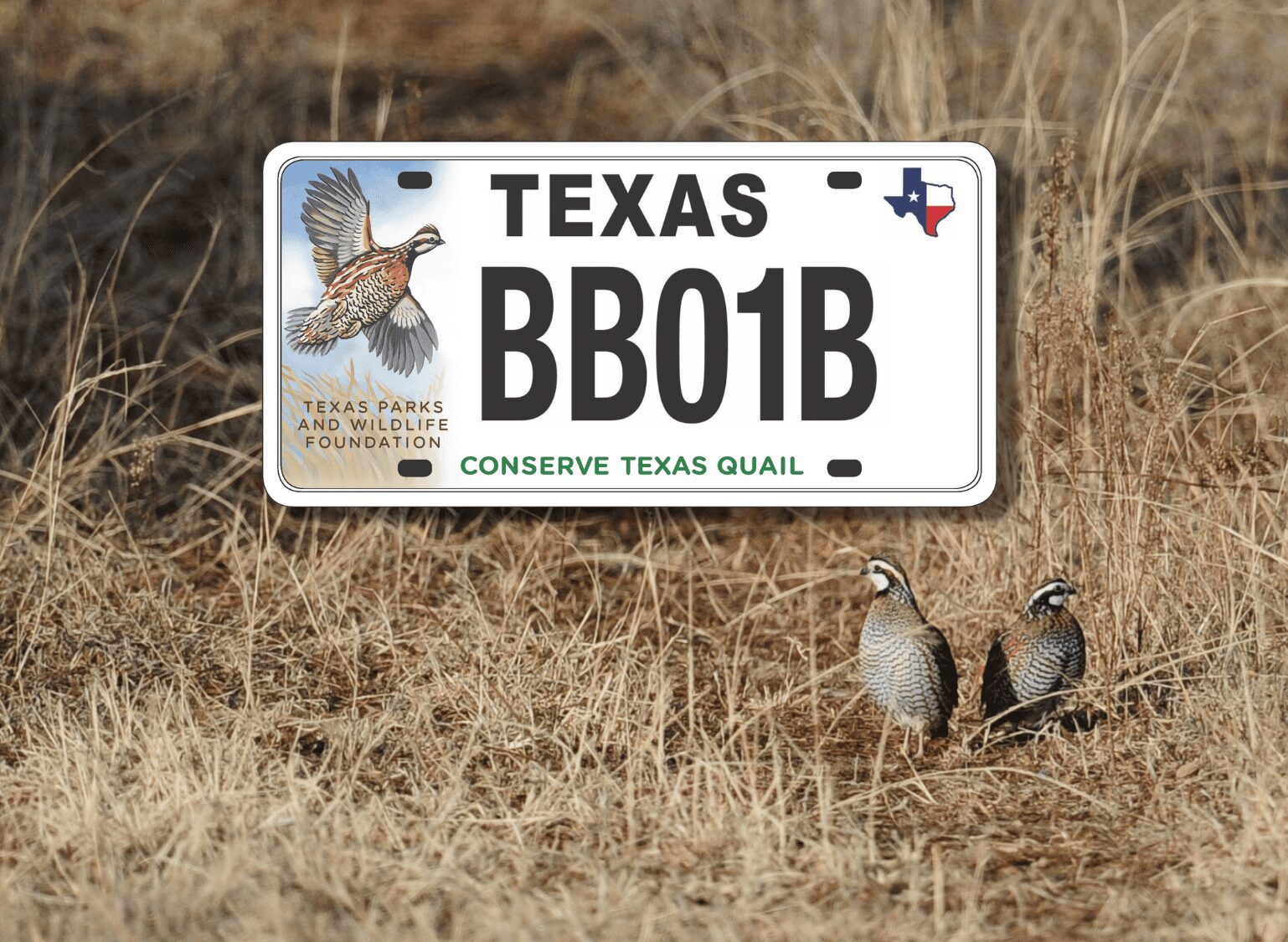 Quail plates help fund conservation efforts - Texas Hunting & Fishing ...