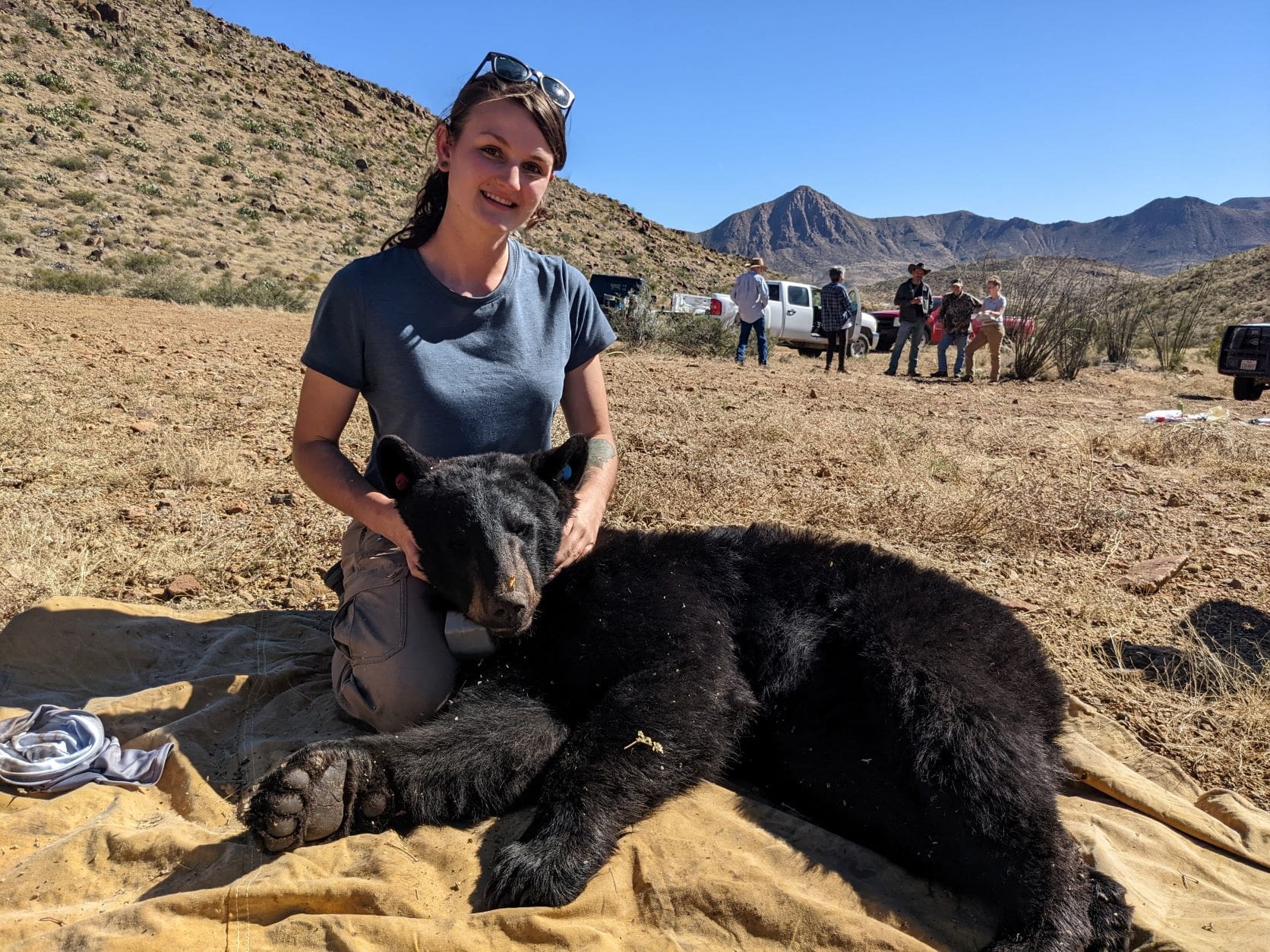 Texas black bear study reveals promising numbers