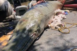 TPWD reopens alligator gar fishing in Trinity River downstream of ...