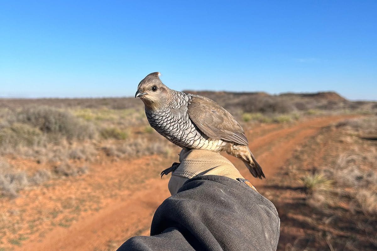 Statewide Quail Symposium set for Aug. 16-18 in Abilene