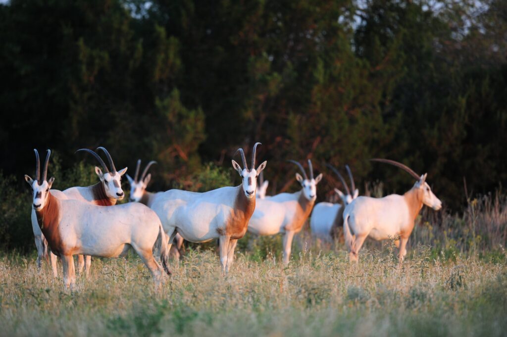 Lone Star Outdoor News | Hunting and Fishing News in Texas