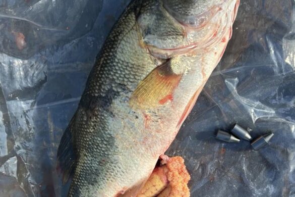 One true champion – World Bass Enterprise putting on richest bass ...